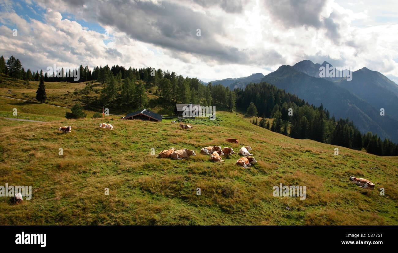cattle in Austria alps Stock Photo - Alamy