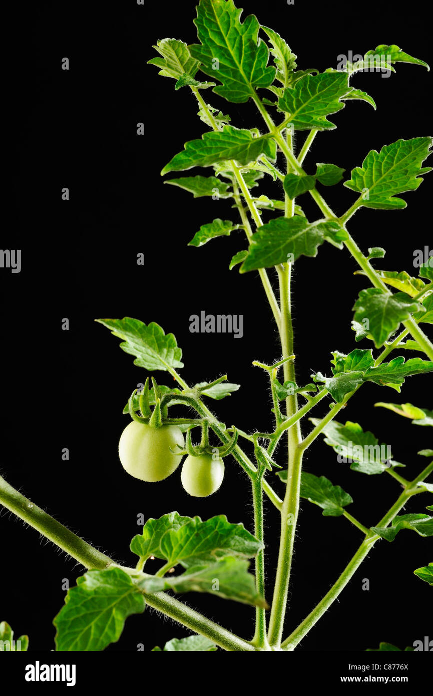 green tomato tree Stock Photo - Alamy