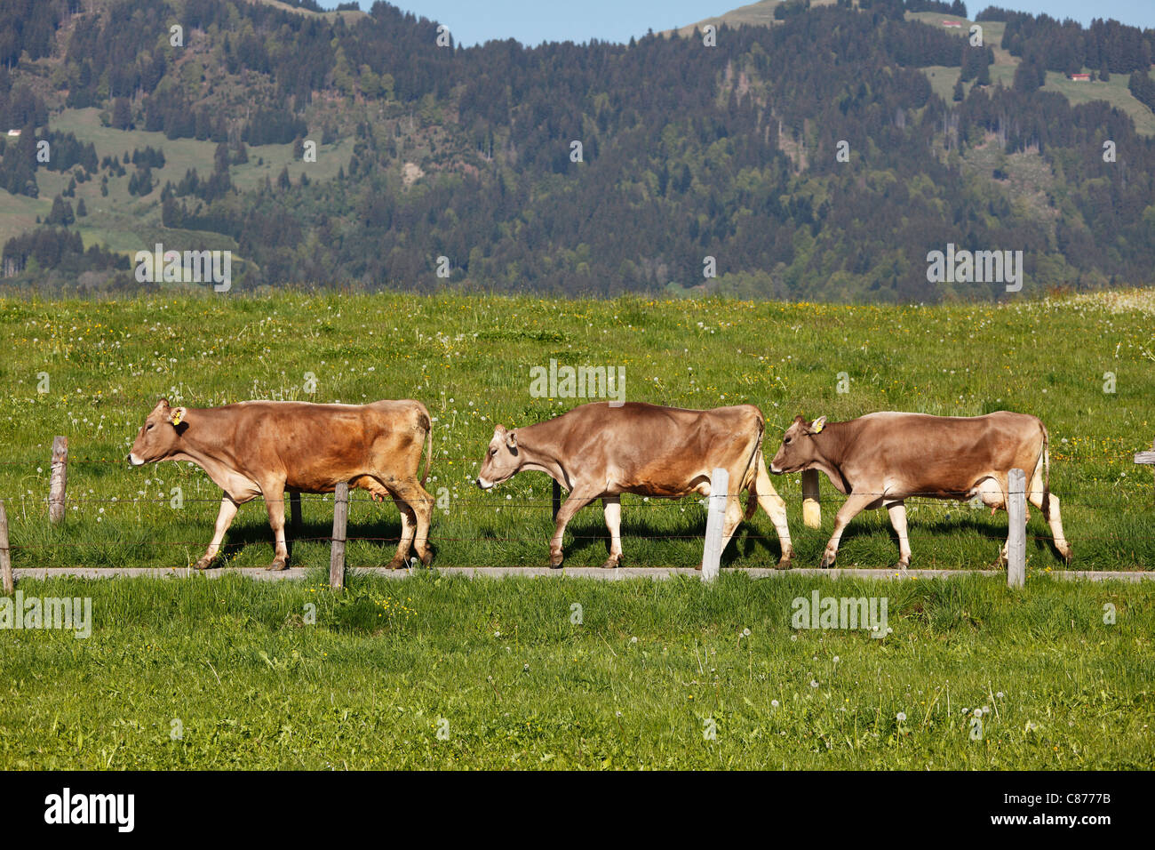 Allgaeu u hi-res stock photography and images - Alamy