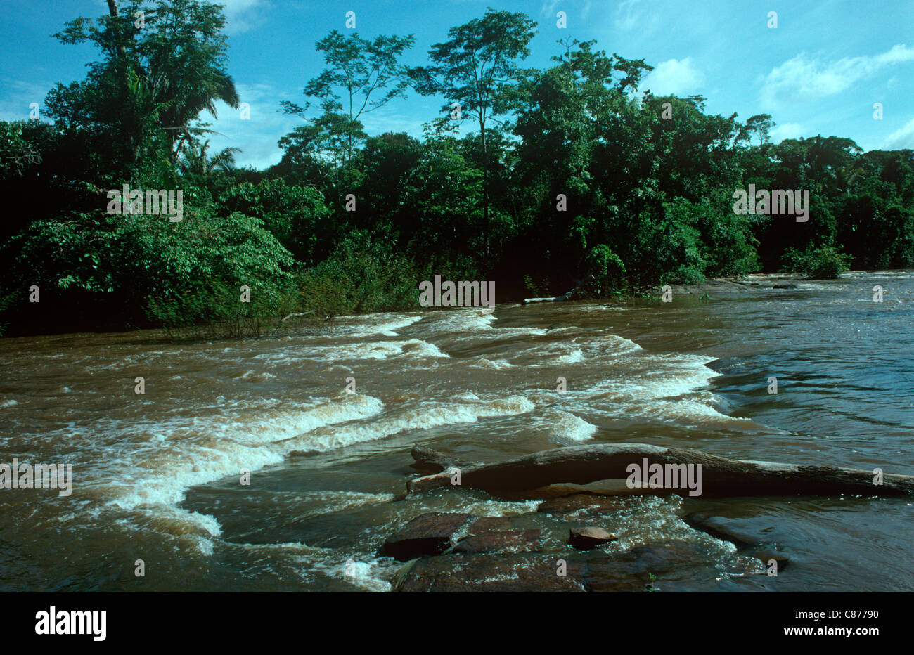 Pardo brazilian hi-res stock photography and images - Alamy