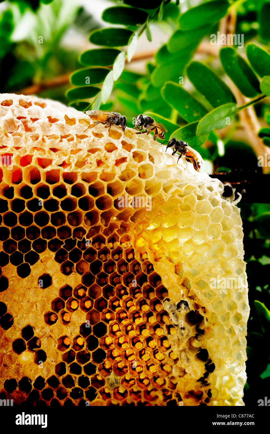 honeycomb on background Stock Photo - Alamy