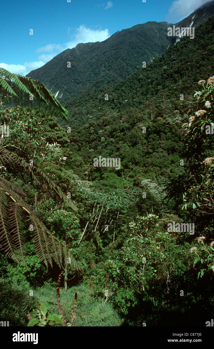 Atlantic coast rainforest in the mountains near Rio de Janeiro, Brazil ...