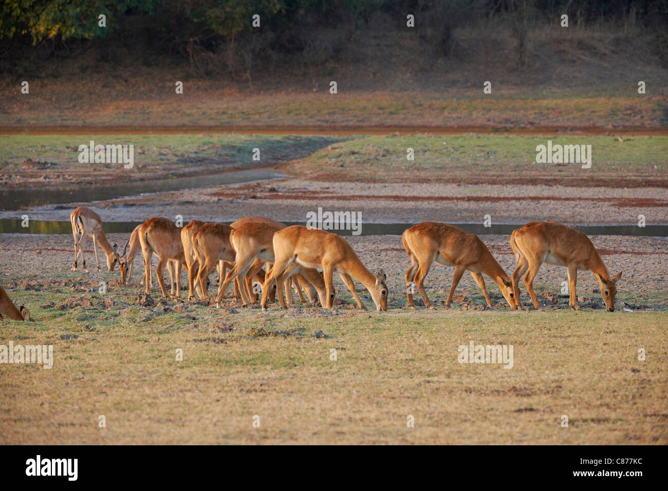 Female puku hi-res stock photography and images - Alamy
