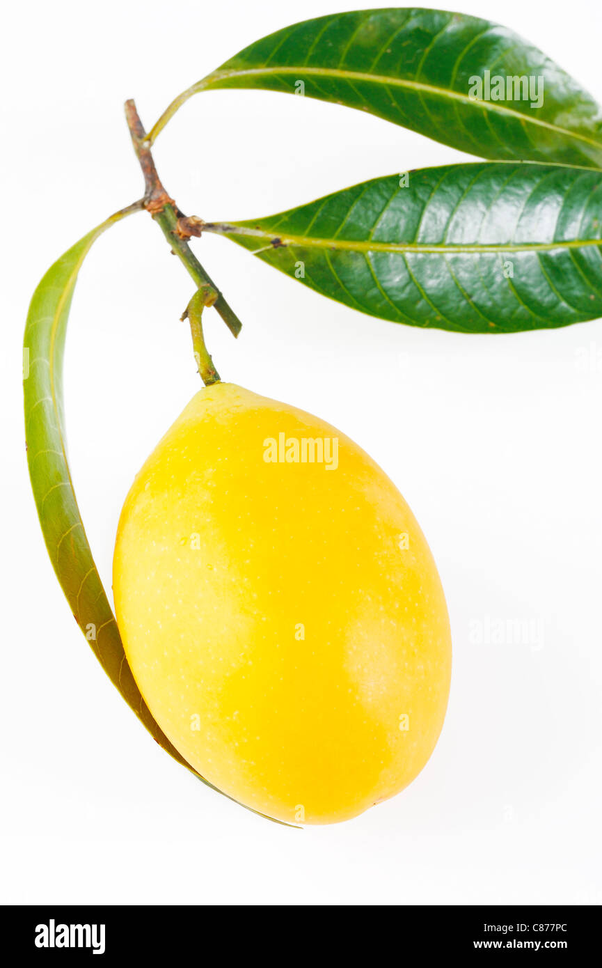 Maprang High Resolution Stock Photography and Images - Alamy