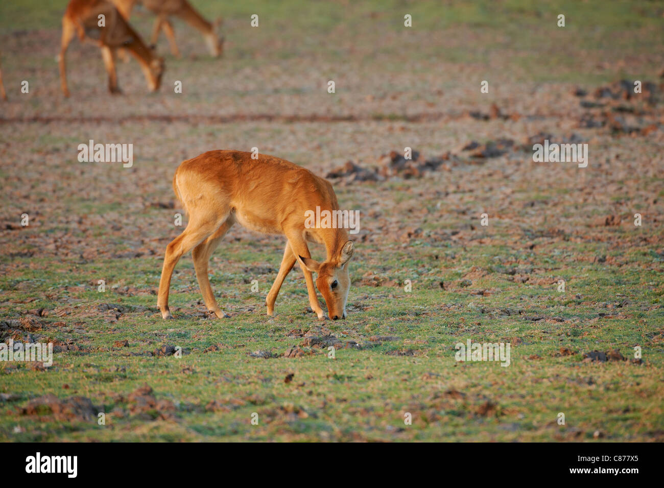 Female puku High Resolution Stock Photography and Images - Alamy