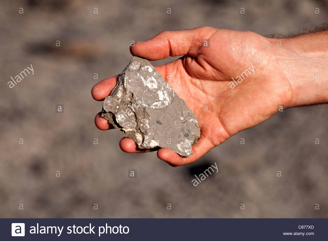 Finding Fossils High Resolution Stock Photography and Images - Alamy