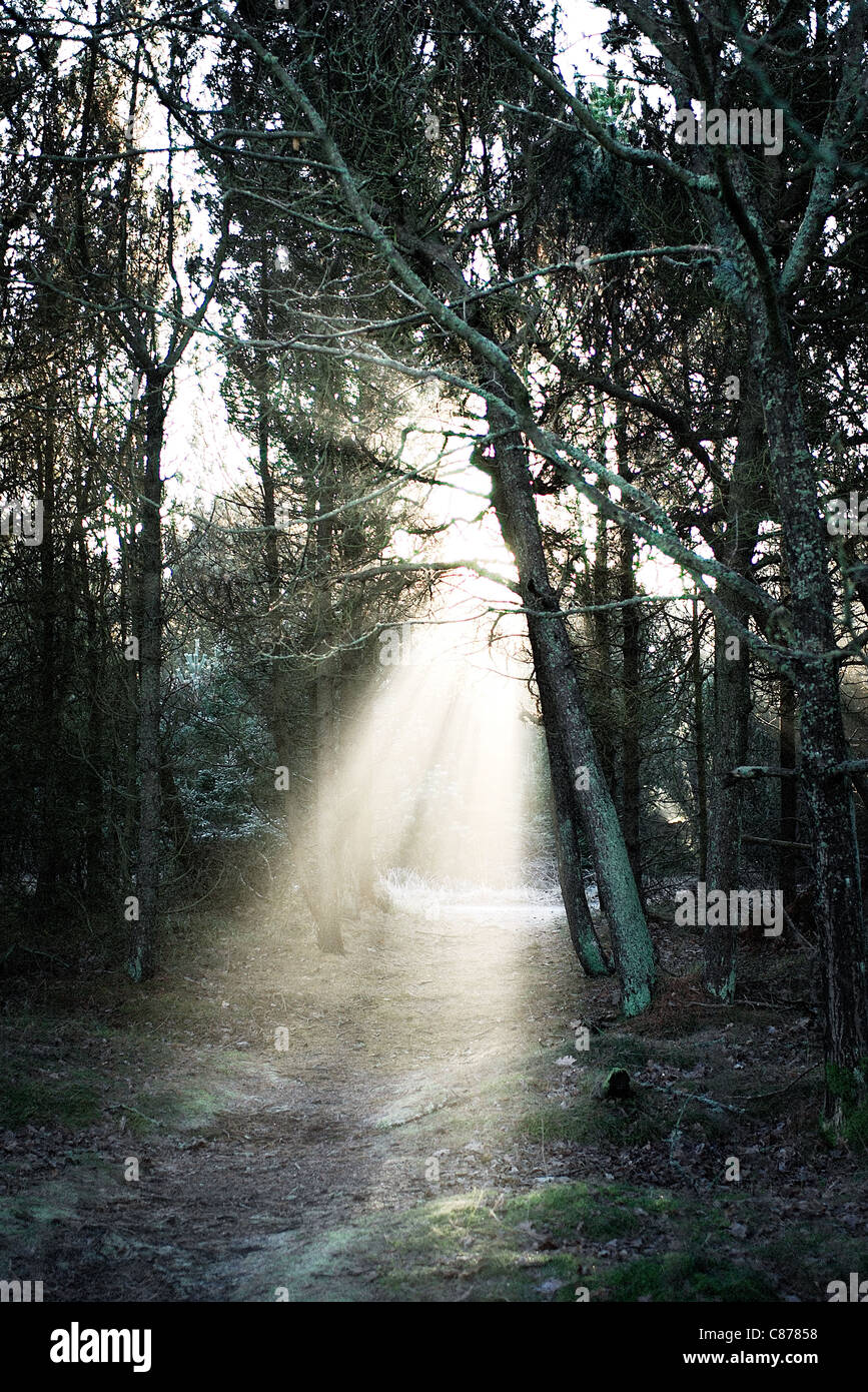 Breen forest hi-res stock photography and images - Alamy