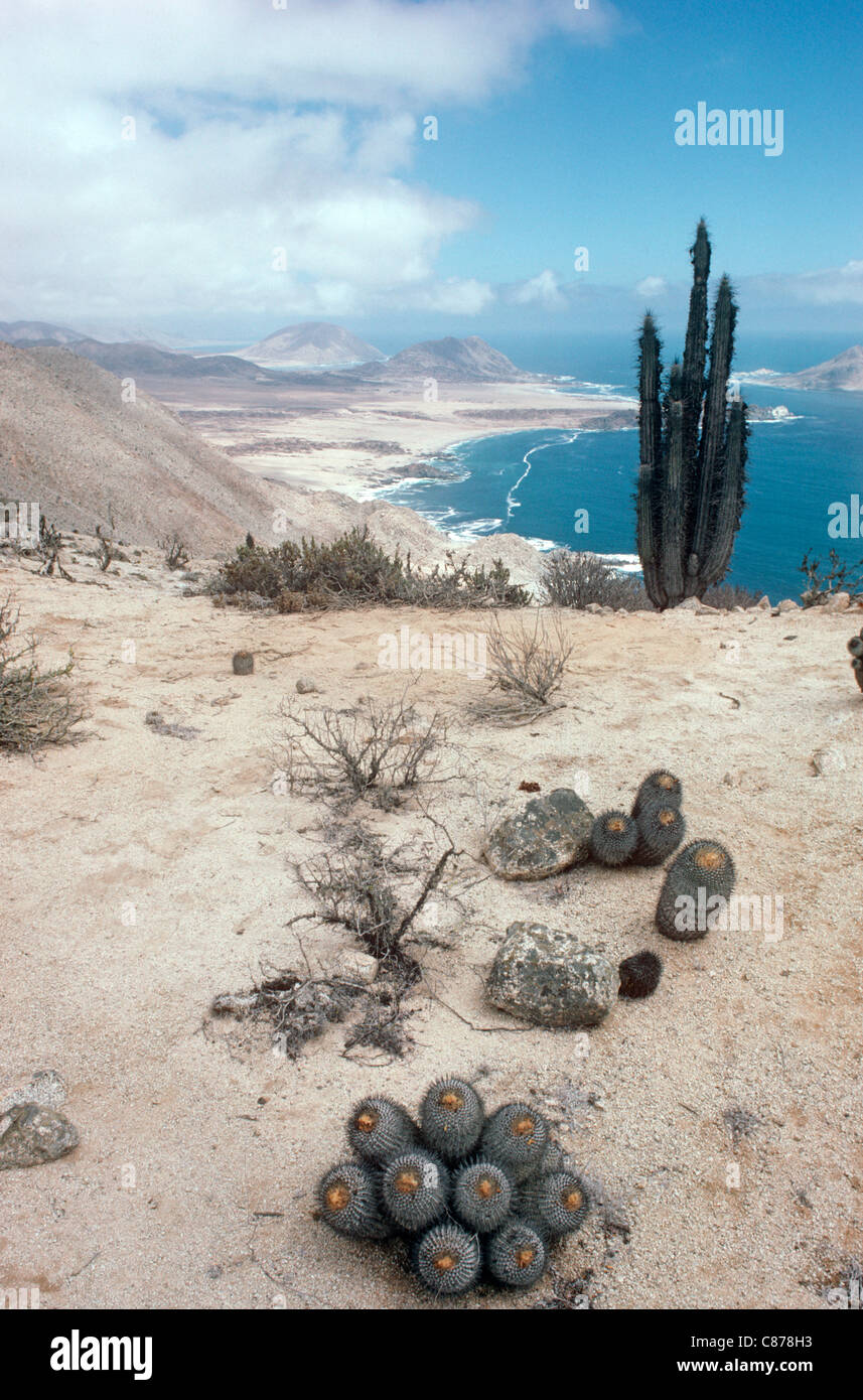 Coastal fog zone in the Atacama Desert in Pan de Azucar National Park ...