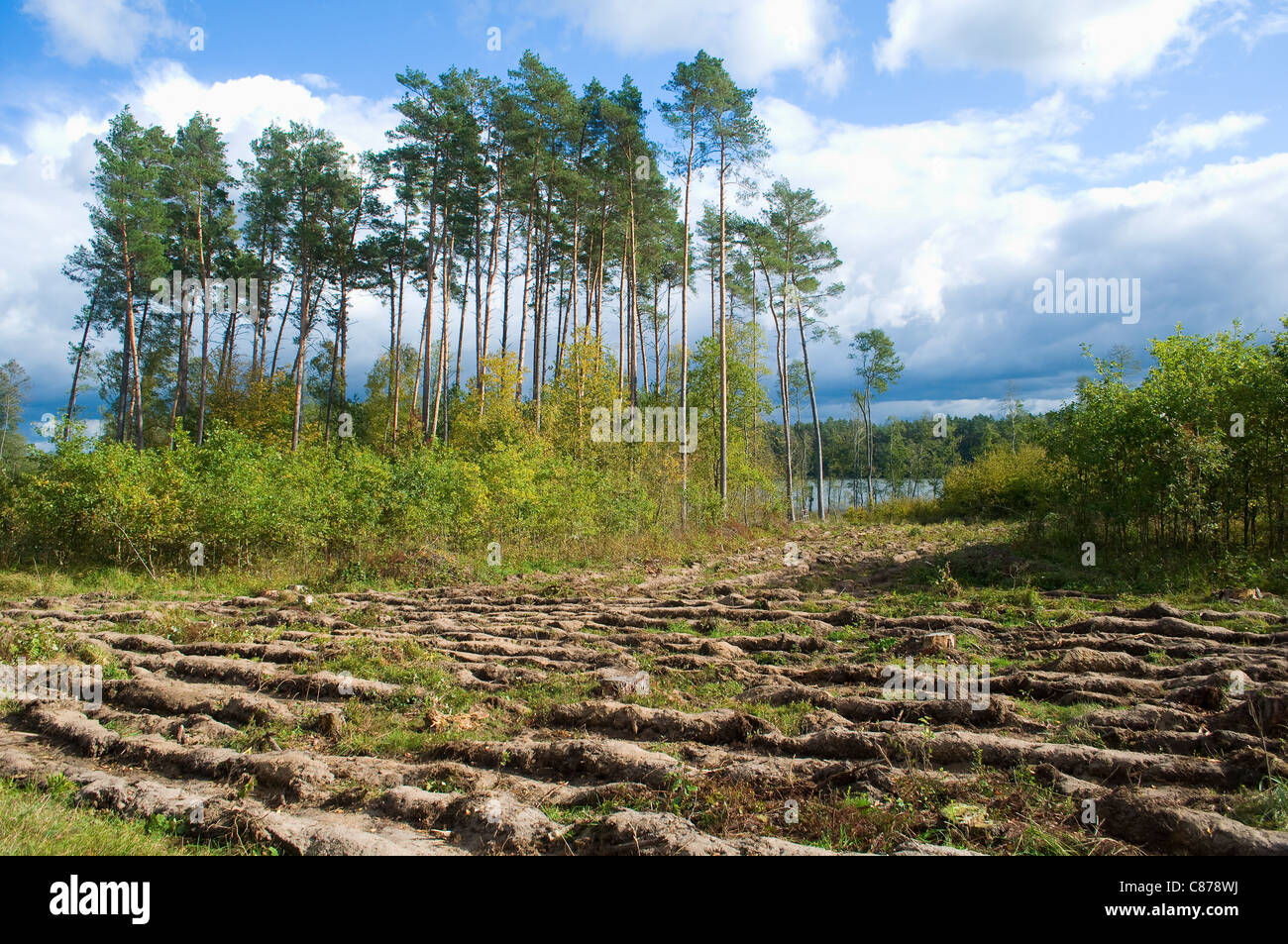Forest management hi-res stock photography and images - Alamy