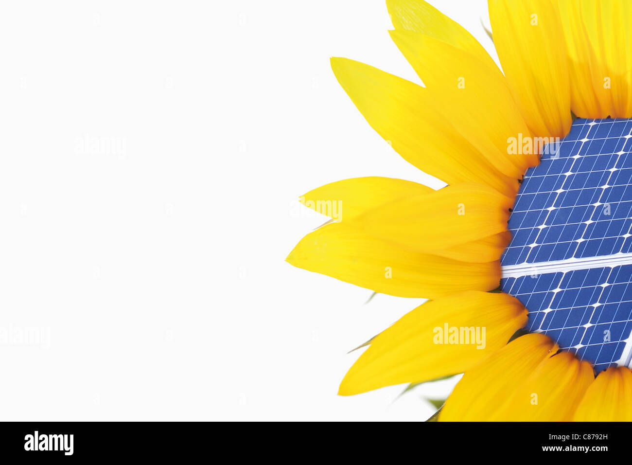 Close up of sunflower with solar panel on white background Stock Photo ...