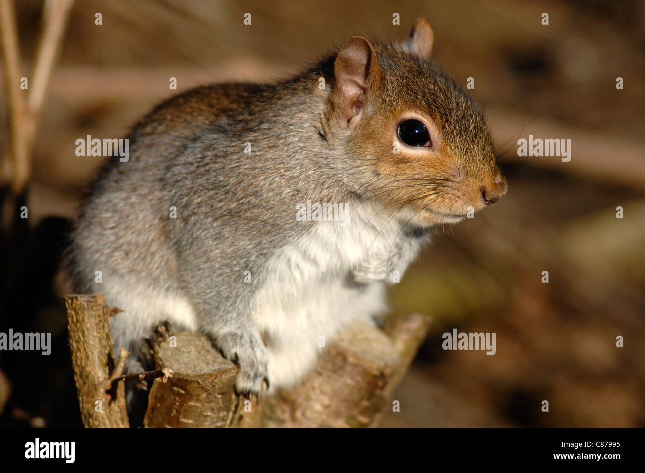 A grey squirrel sitting on a tree stump UK Stock Photo - Alamy