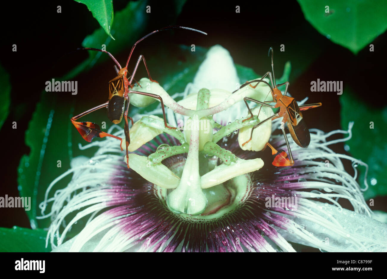 Leaf-footed / flag-footed bug (Anisocelis flavolineata: Coreidae ...