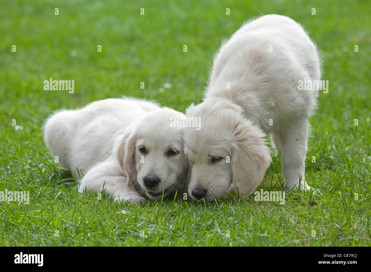 Golden Retriever pups Stock Photo - Alamy