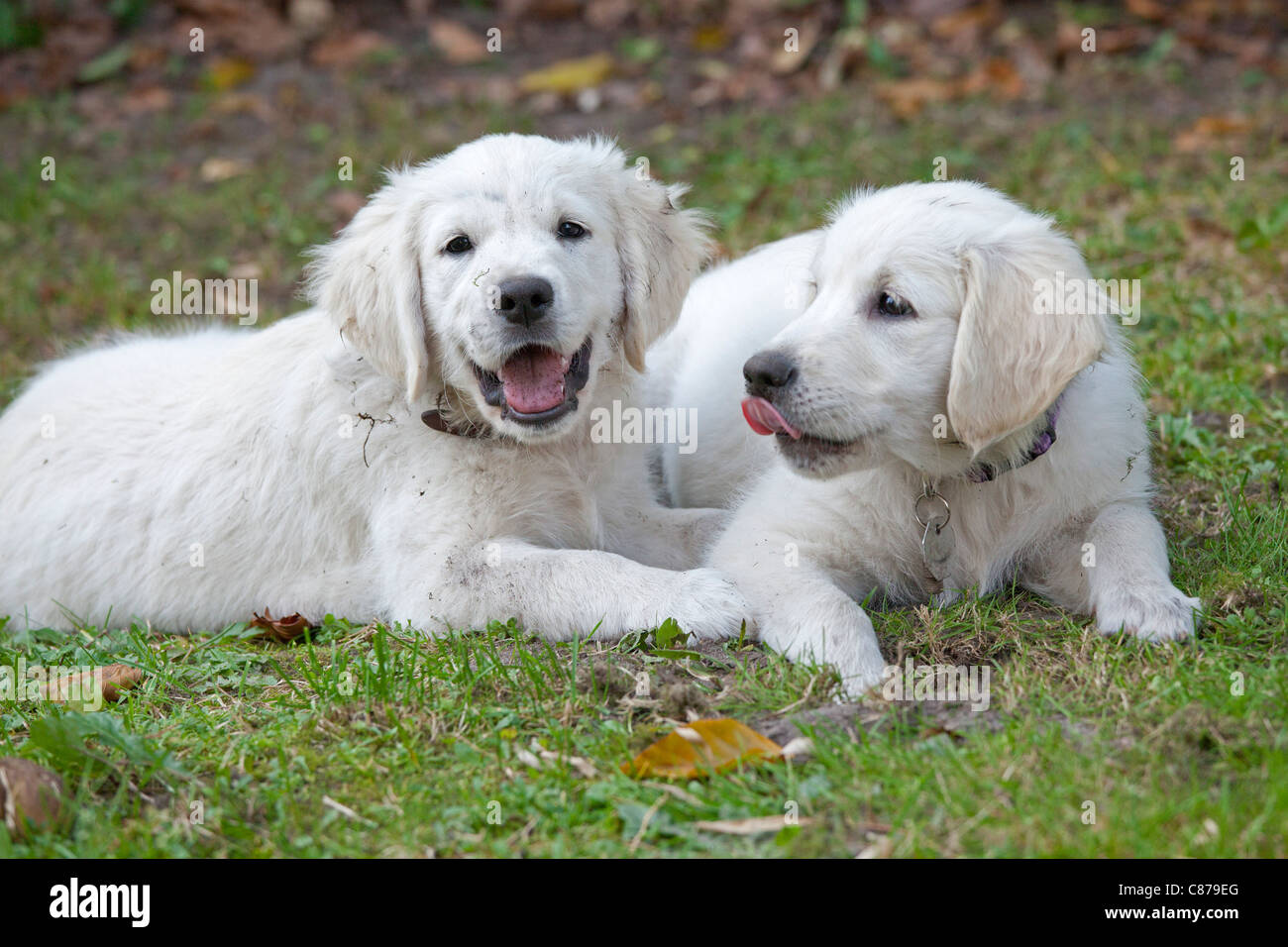 Reclining dogs hi-res stock photography and images - Alamy