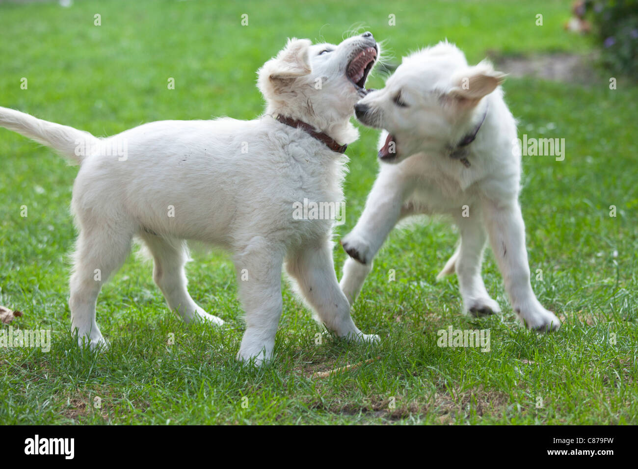 Golden Retriever pups playing Stock Photo - Alamy