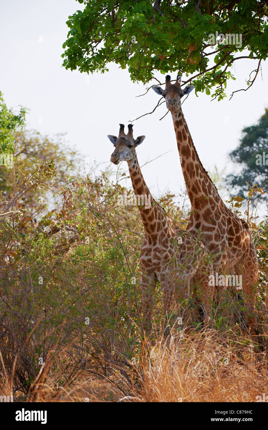 Thornicroft Giraffe, Giraffa camelopardalis thornicrofti, South Luangwa ...