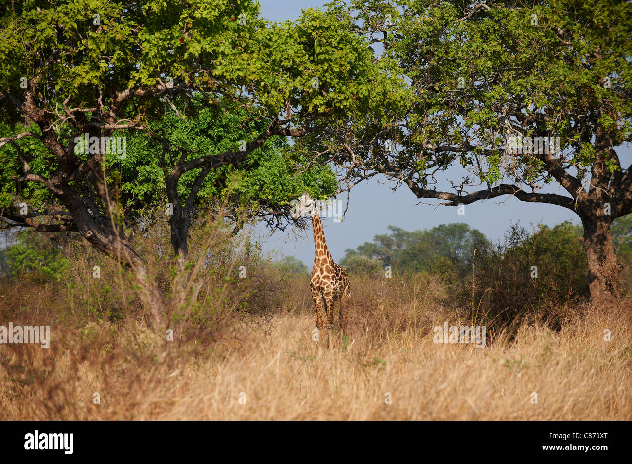 Thornicroft Giraffe, Giraffa camelopardalis thornicrofti, South Luangwa ...
