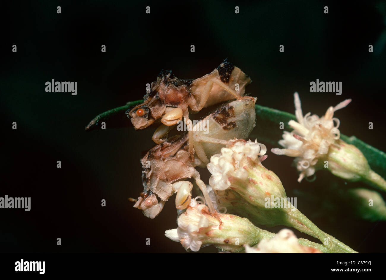 Jagged Ambush bug (Phymata erosa: Phymatidae) male sitting atop a ...