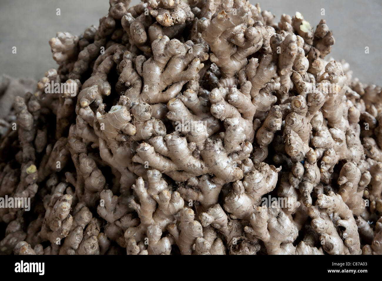 Ginger photos hi-res stock photography and images - Alamy