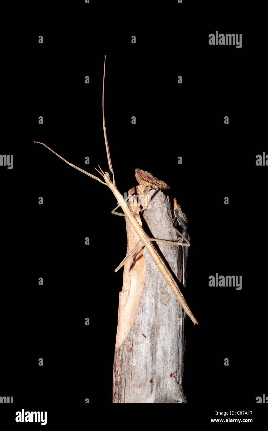 Stick insect in the night Stock Photo - Alamy