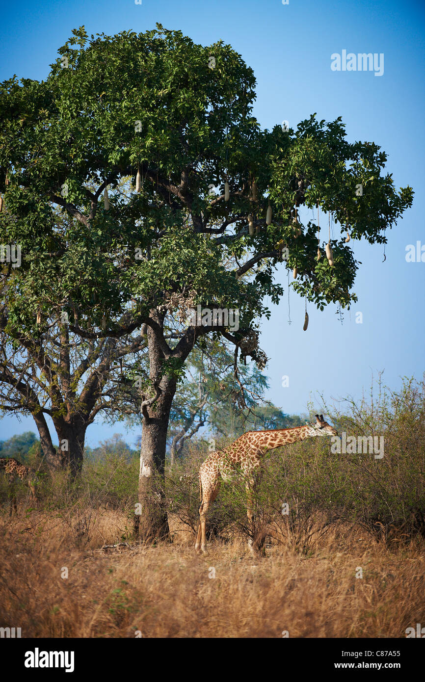 Rhodesian giraffe hi-res stock photography and images - Alamy