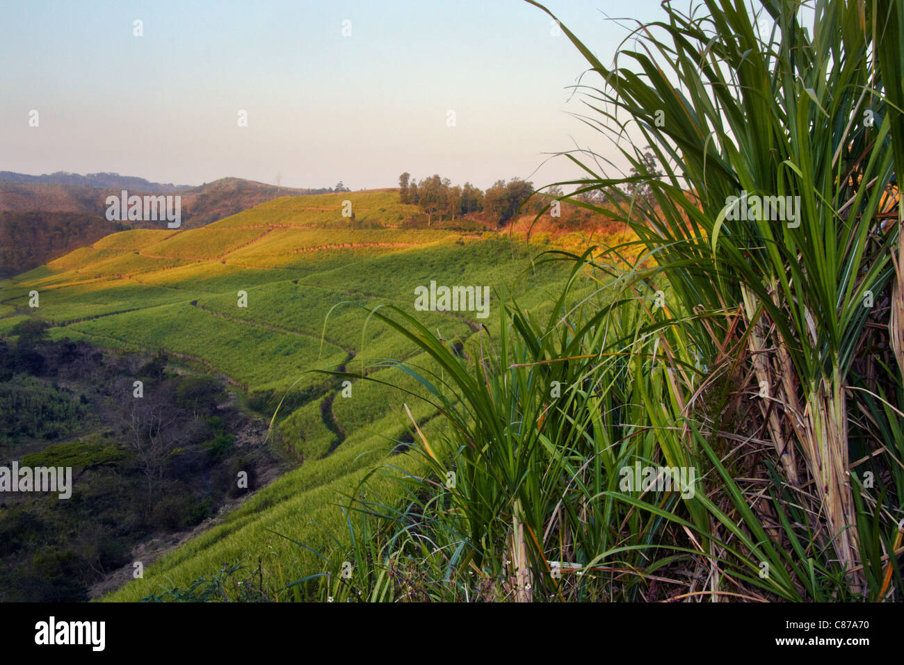Cane sugar south africa hi-res stock photography and images - Alamy