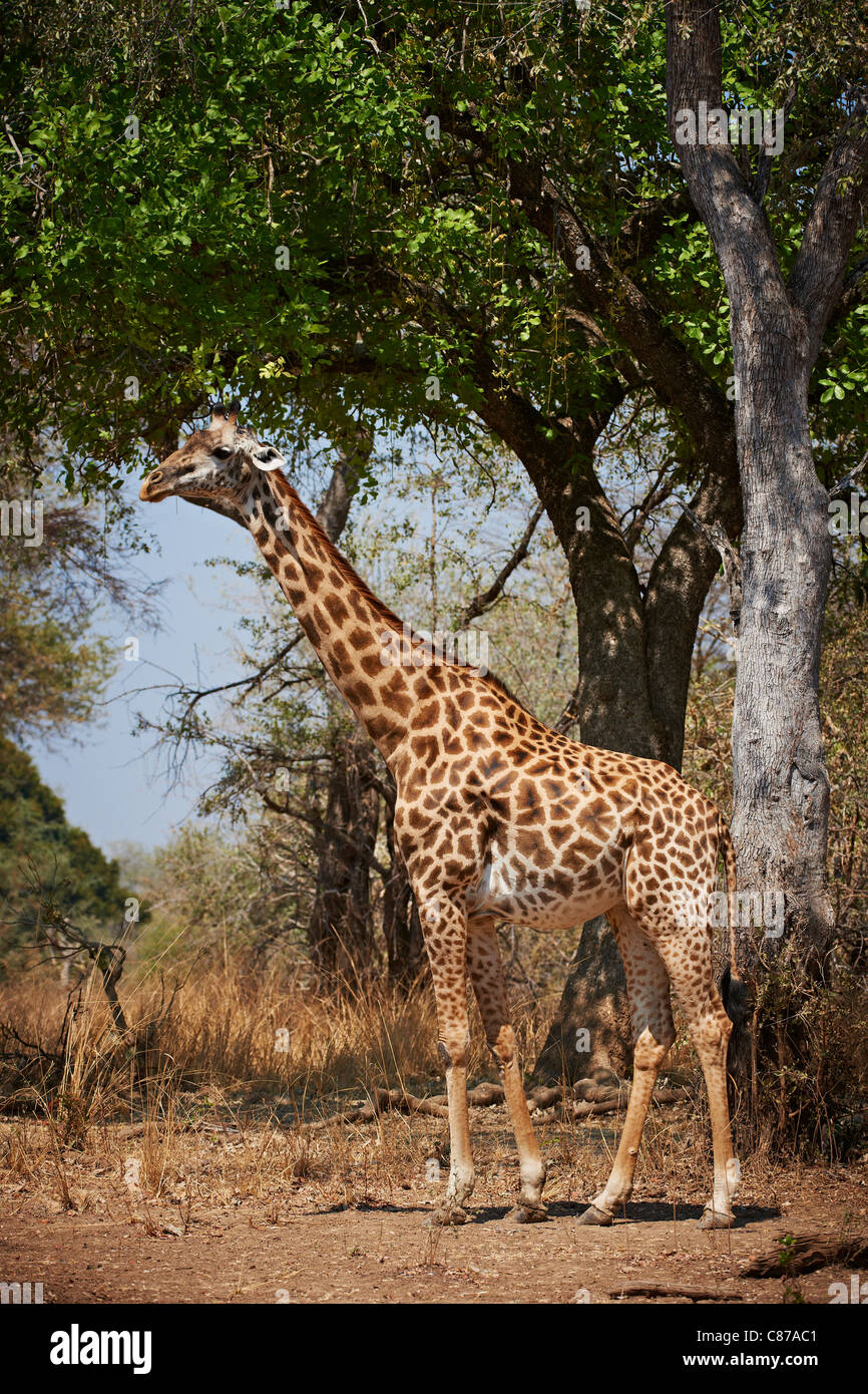 Thornicroft Giraffe, Giraffa camelopardalis thornicrofti, South Luangwa ...