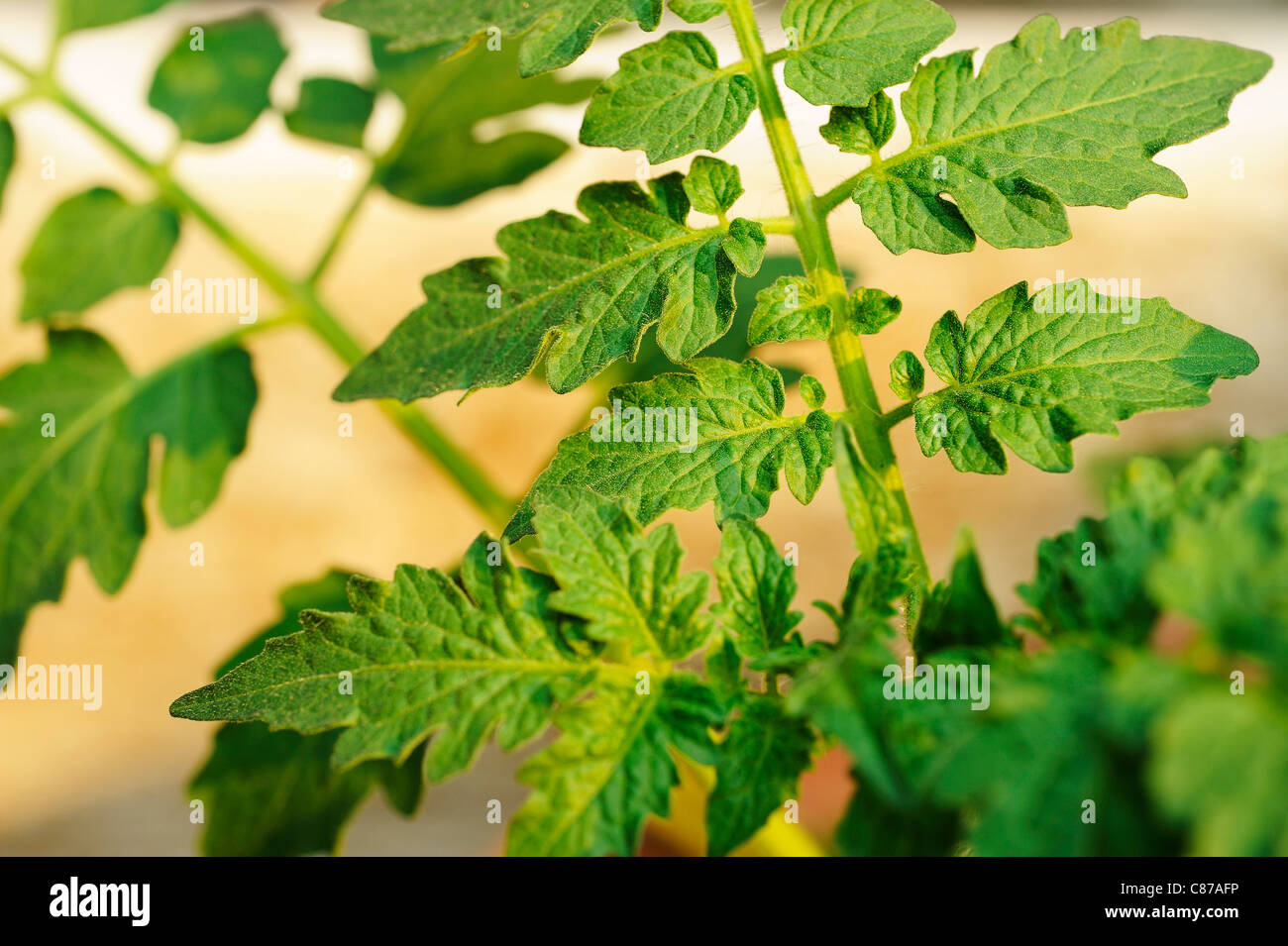 Tomato Plants Leaves