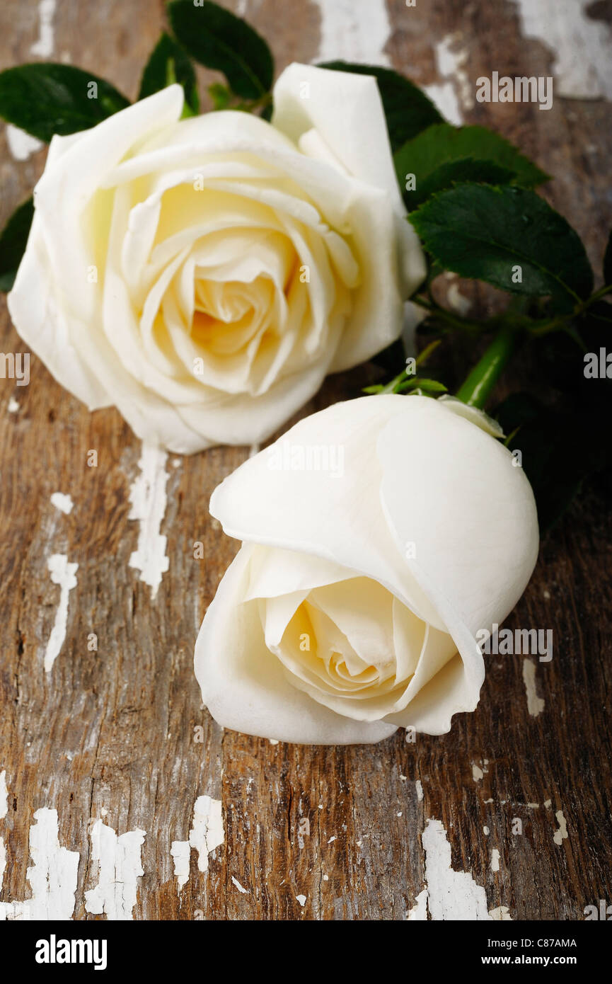 Birth Flower Is Rose High Resolution Stock Photography and Images - Alamy