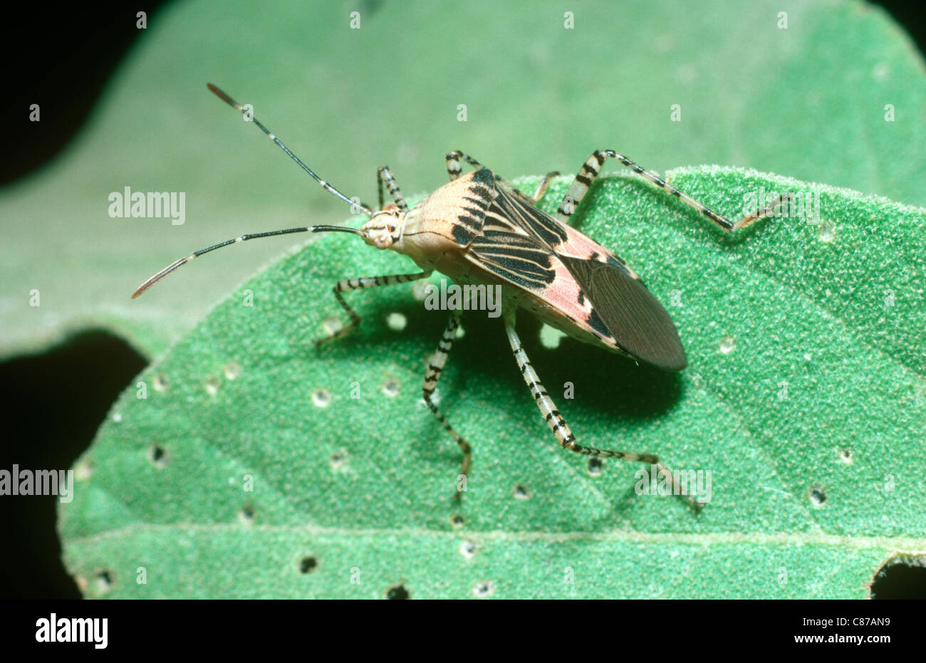 Spot-sided coreid / Leaf-footed bug (Hypselonotus punctiventris ...