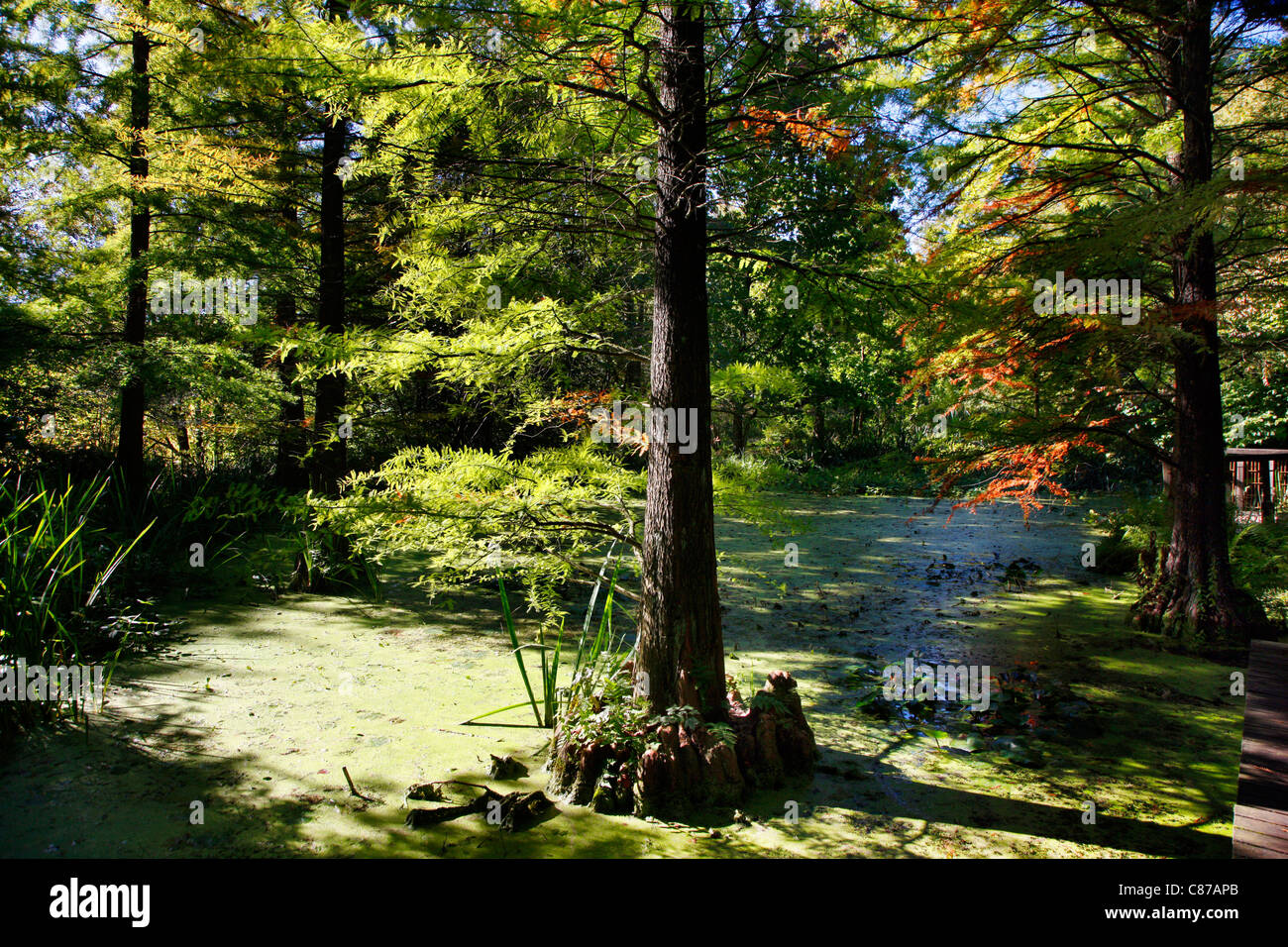 Swamp cypress hi-res stock photography and images - Alamy