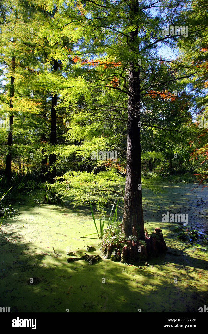 Taxodium tree hi-res stock photography and images - Alamy