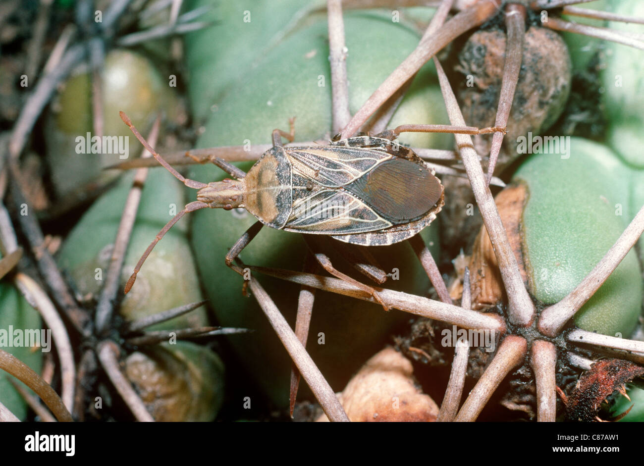 Tabulata hi-res stock photography and images - Alamy