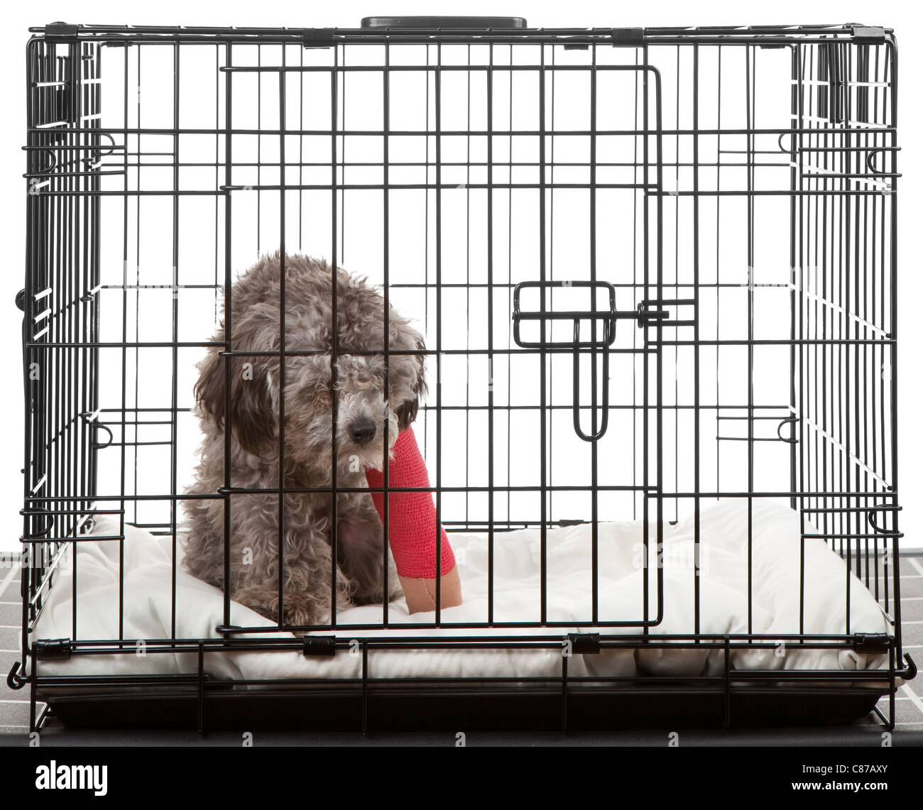 Caged dog with broken leg in a cast Stock Photo - Alamy