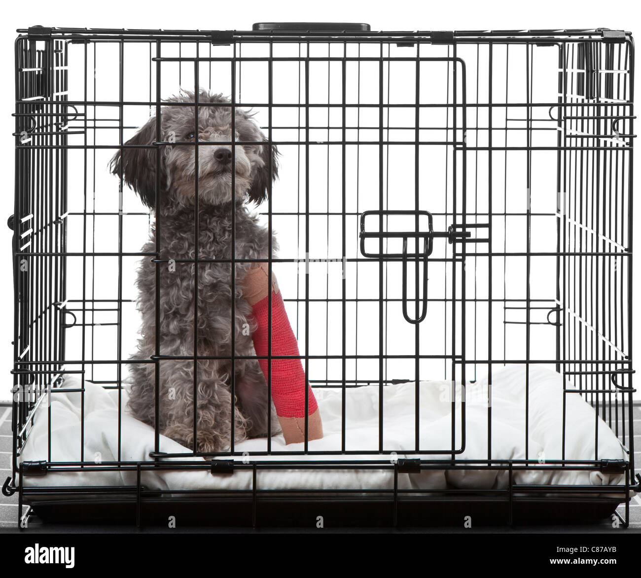 Dog fracture hi-res stock photography and images - Alamy