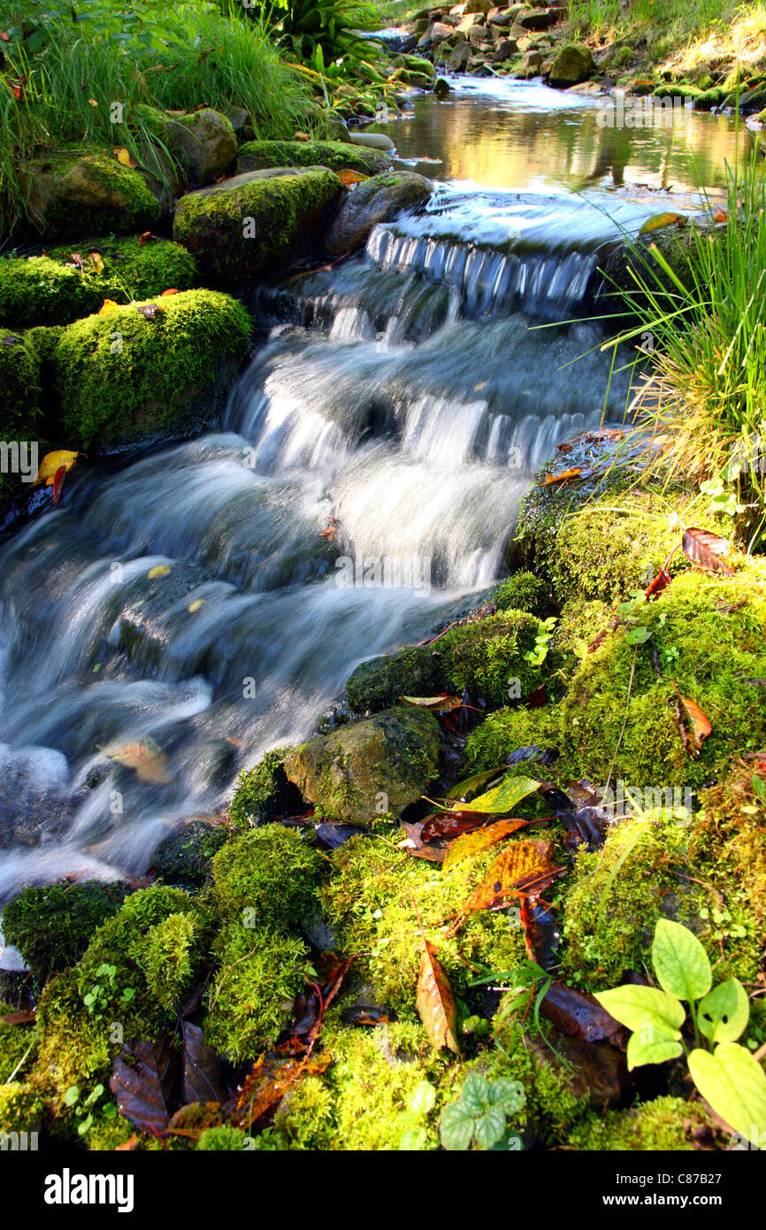 Creek in a forest hi-res stock photography and images - Alamy