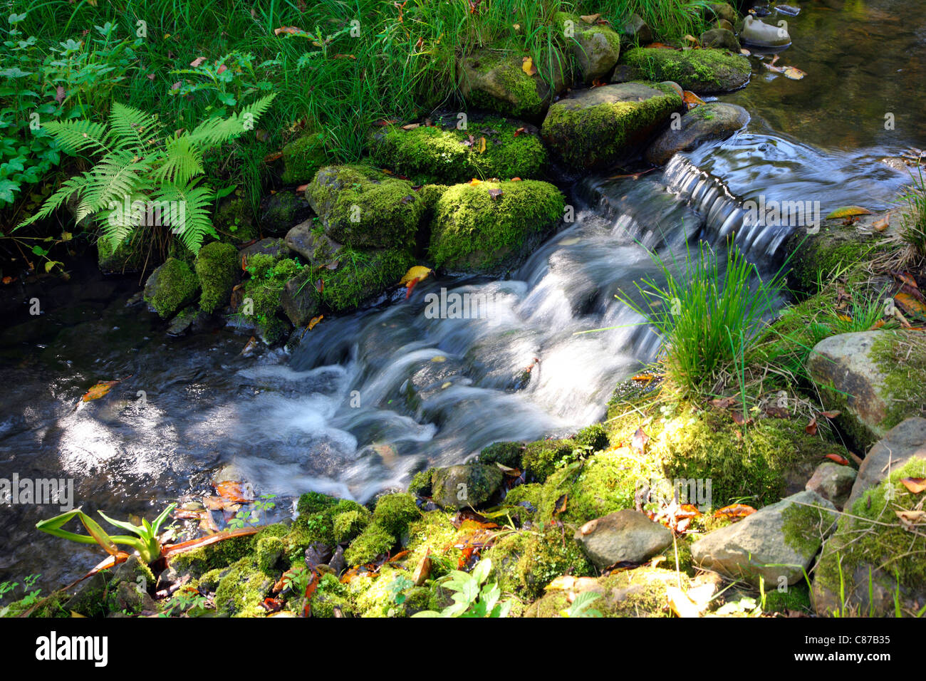 Little creek in a forest. Bochum, Germany Stock Photo - Alamy