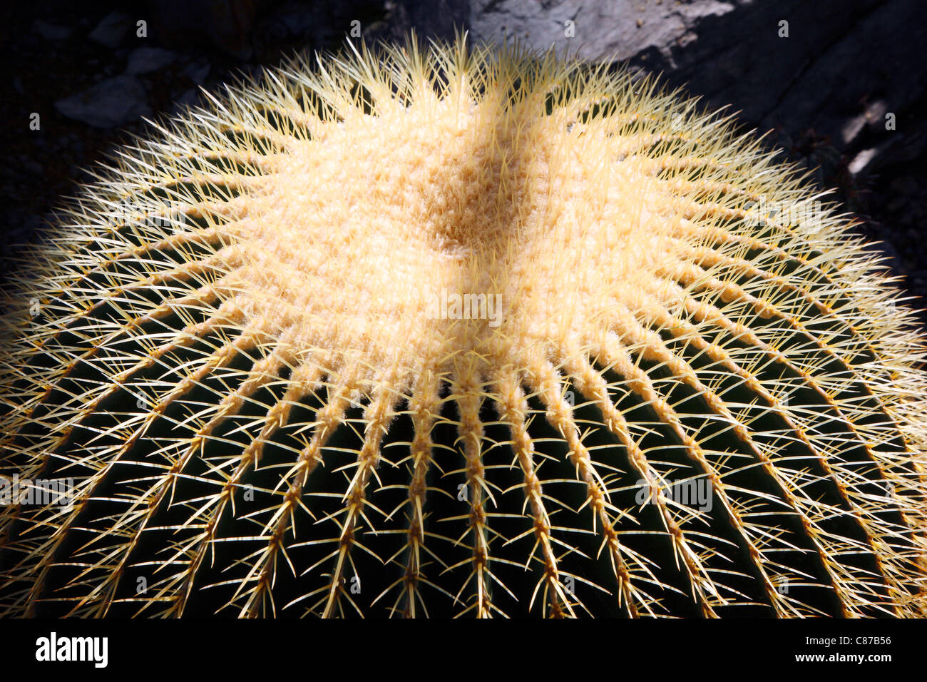 Big round cactus hi-res stock photography and images - Alamy