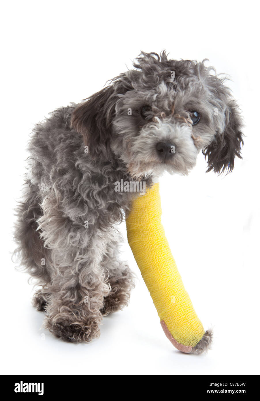 Dog with a bone cast hi-res stock photography and images - Alamy