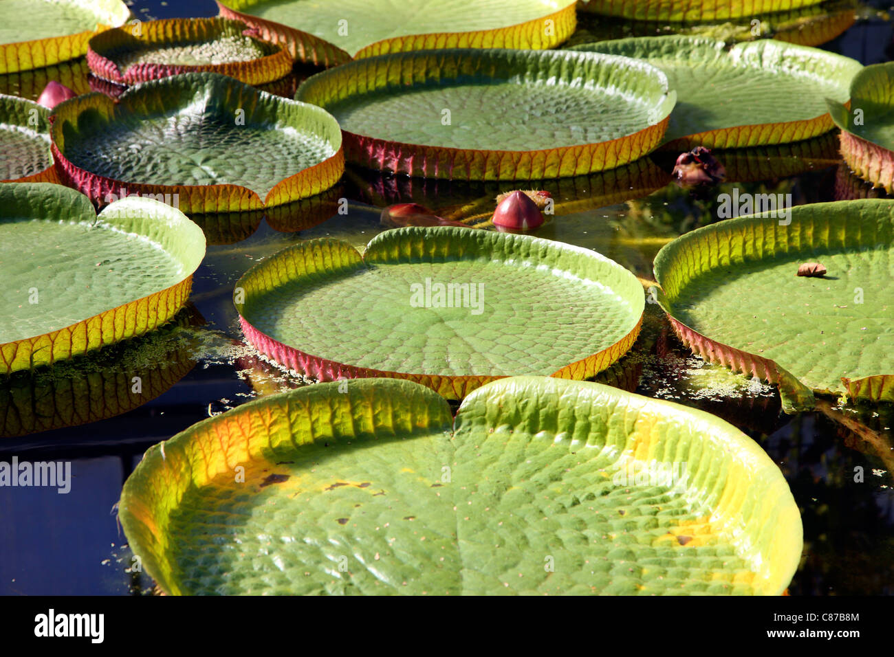 Victoria is a genus of water lilies, with very large green leaves that ...