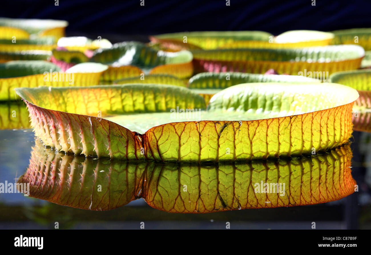 Victoria is a genus of water lilies, with very large green leaves that ...