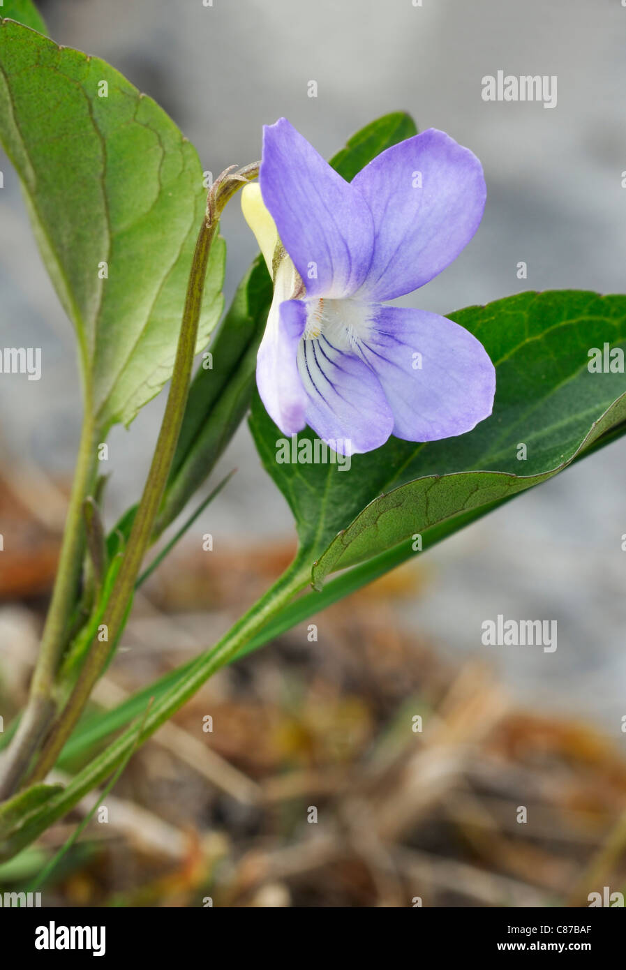 Gealain lough and mullaghmore hi-res stock photography and images - Alamy