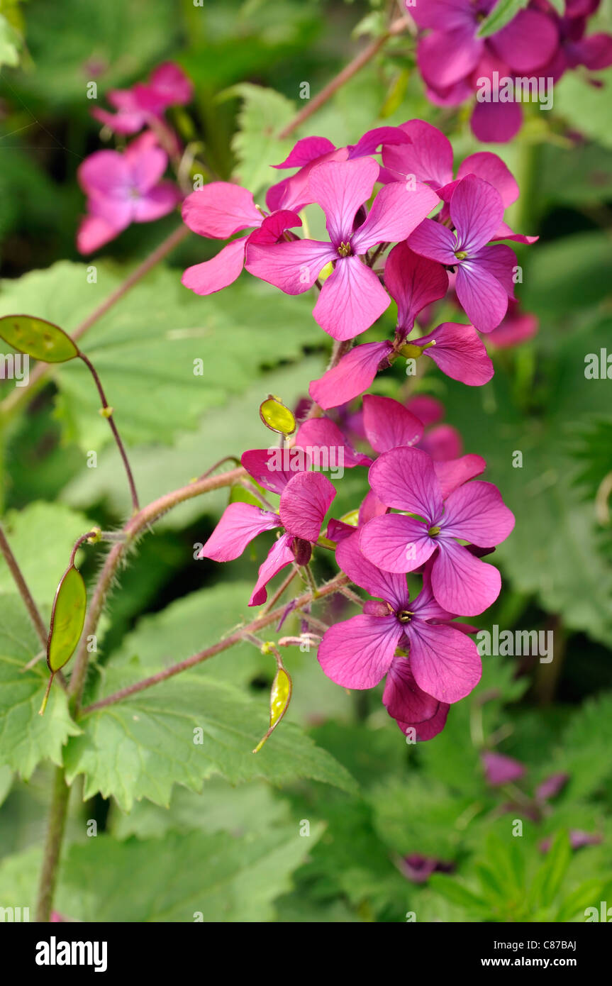 Honesty flowers & seeds - Lunaria annua Stock Photo - Alamy