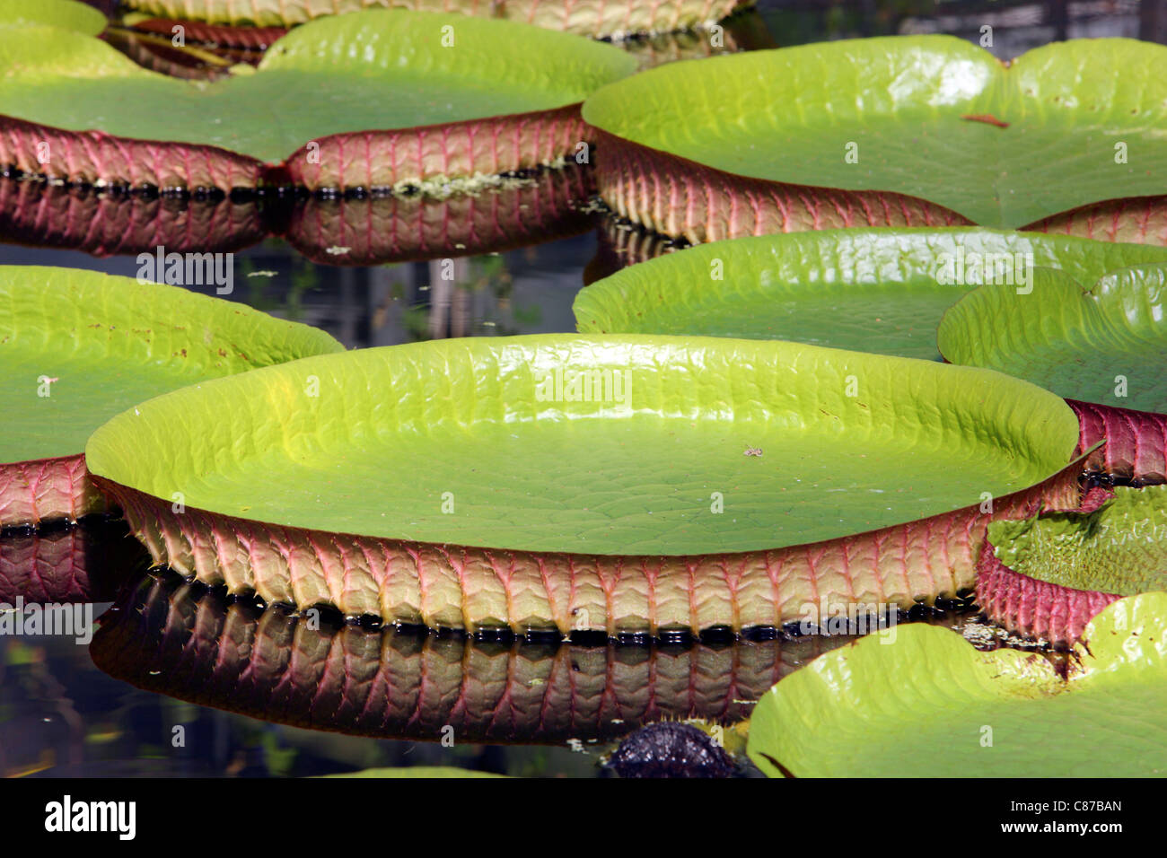 Victoria is a genus of water lilies, with very large green leaves that ...