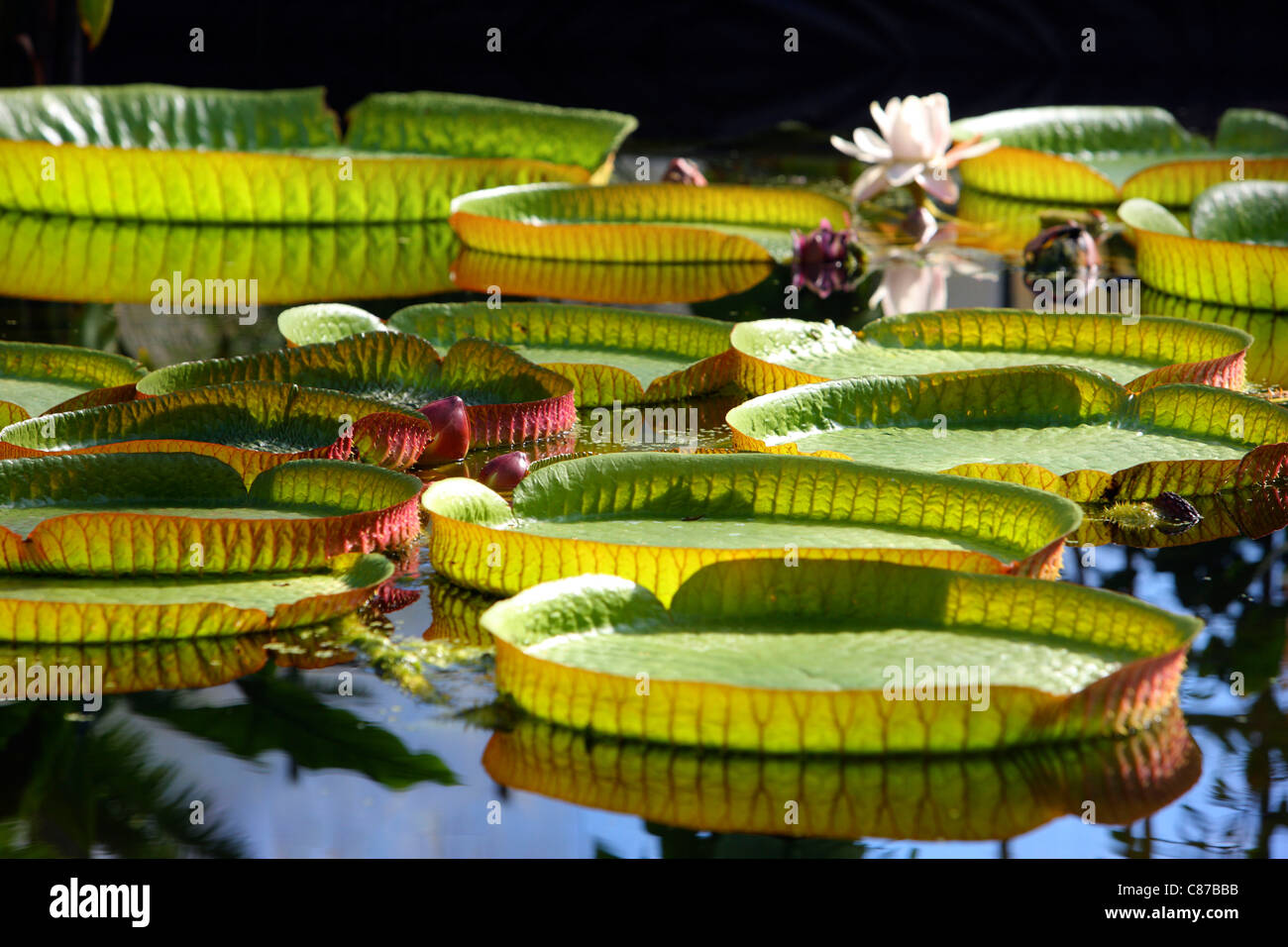 Victoria is a genus of water lilies, with very large green leaves that ...
