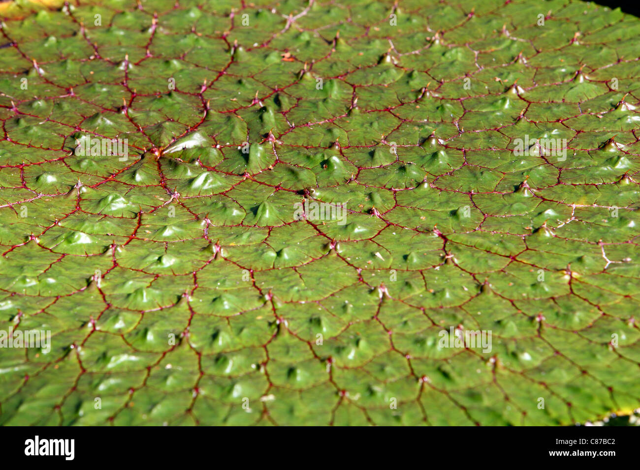 Victoria genus water lilies large hi-res stock photography and images ...