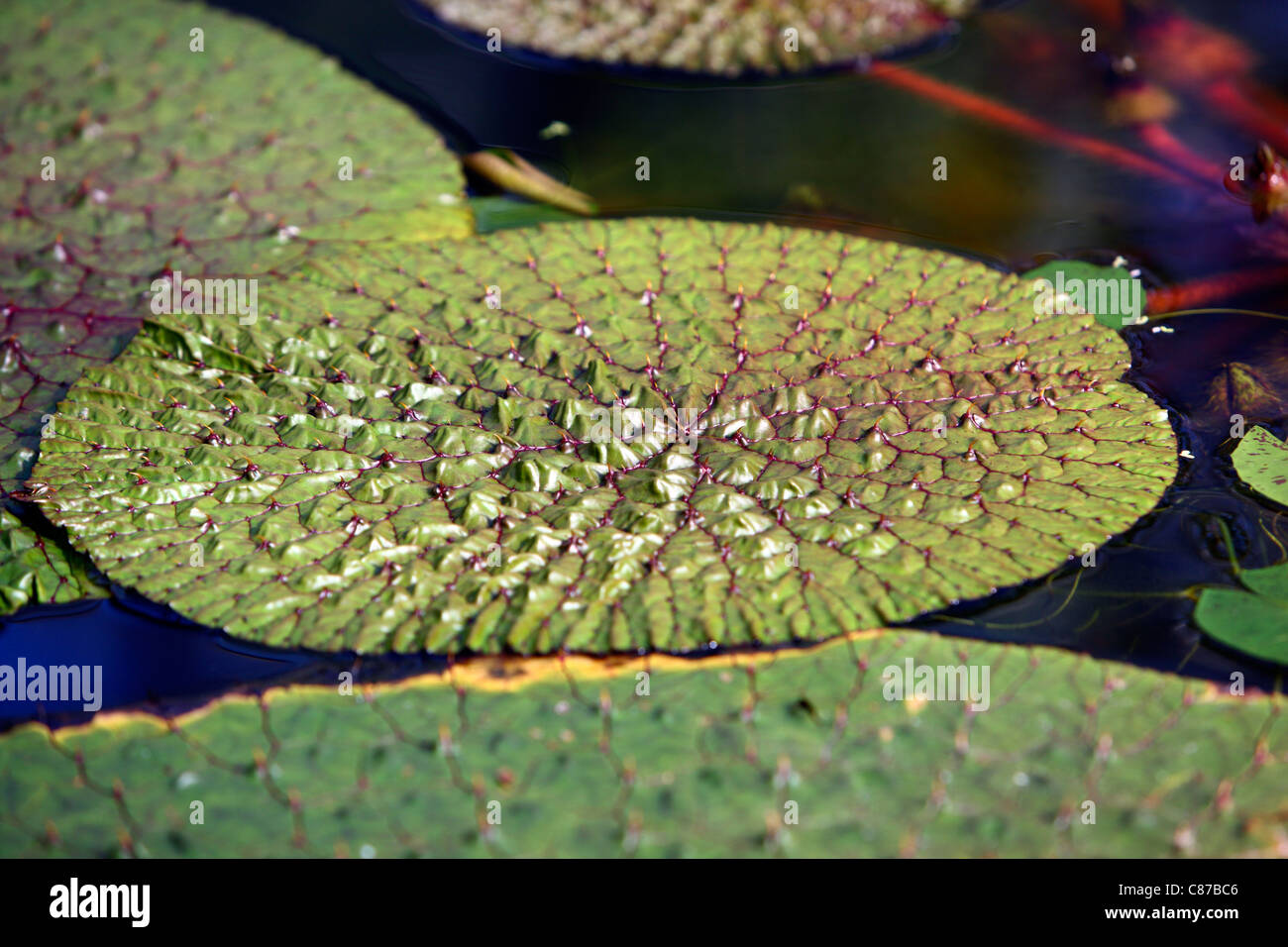 Victoria genus water lilies large hi-res stock photography and images ...