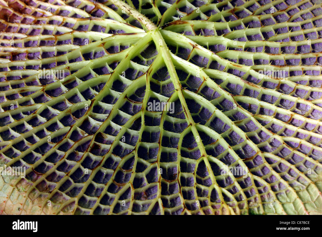 Victoria is a genus of water lilies, with very large green leaves that ...