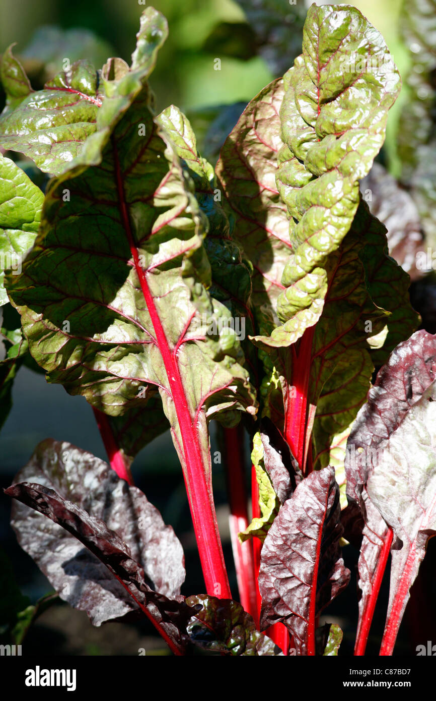 rhubarb(Rheum rhabarbarum), pieplant, plant in a garden Stock Photo - Alamy