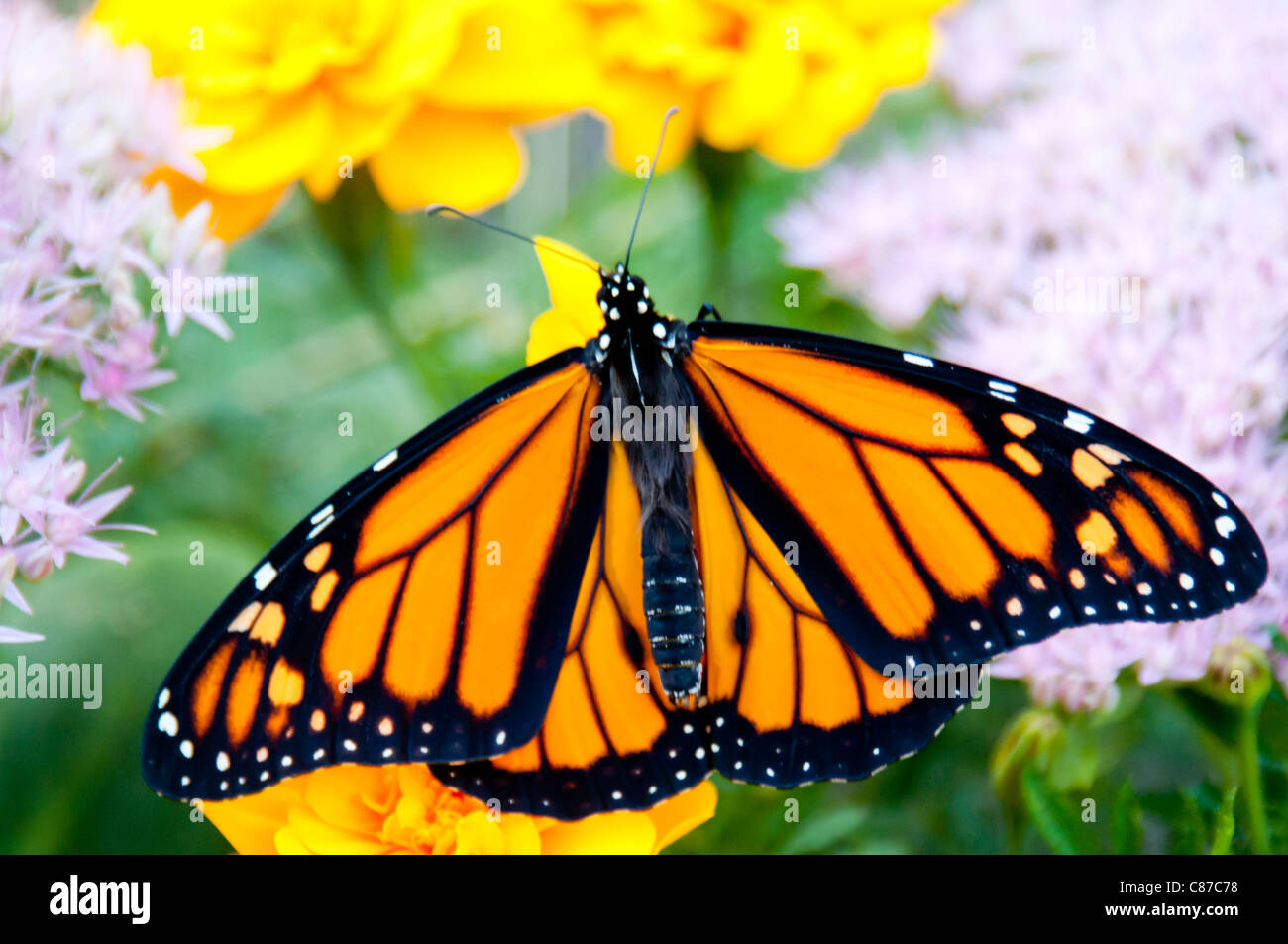 Very colorfully monarch butterfly Stock Photo - Alamy